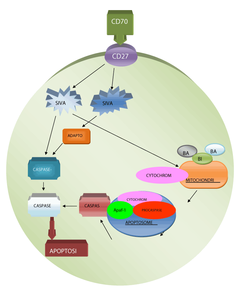 Antigeni Cd27