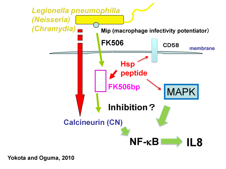 Tacrolimus Binding Proteins; FK506 Binding Protein; FK506 Binding Proteins; Rapamycin Binding ...