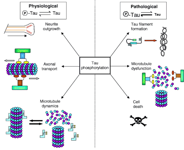Figure 1 Tau Phosphorylation Physiological