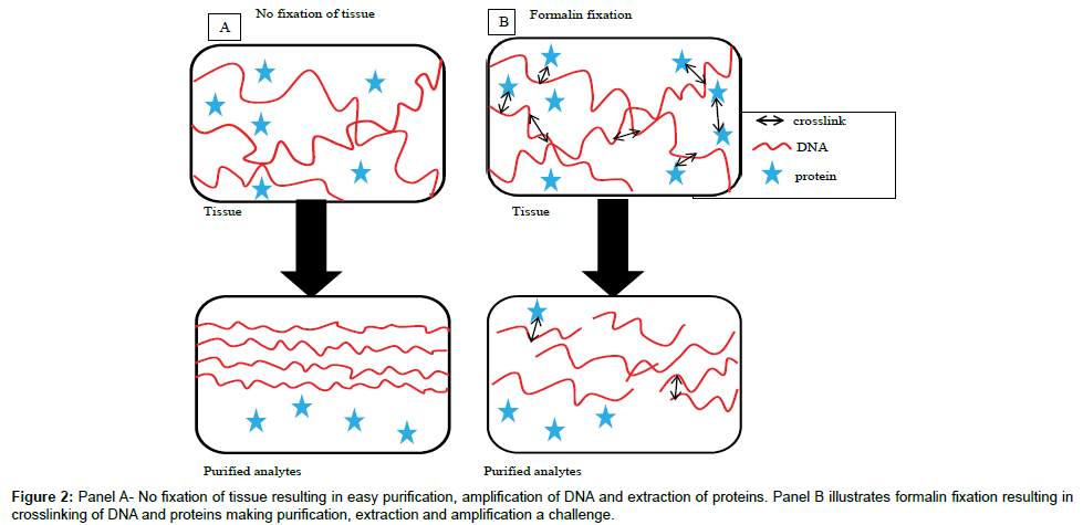 Do Antigen Retrieval Techniques Improve Dna Yield From Formalin Fixed