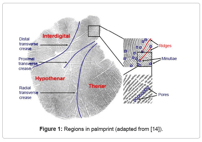 biometrics-biostatistics-regions-palmprint