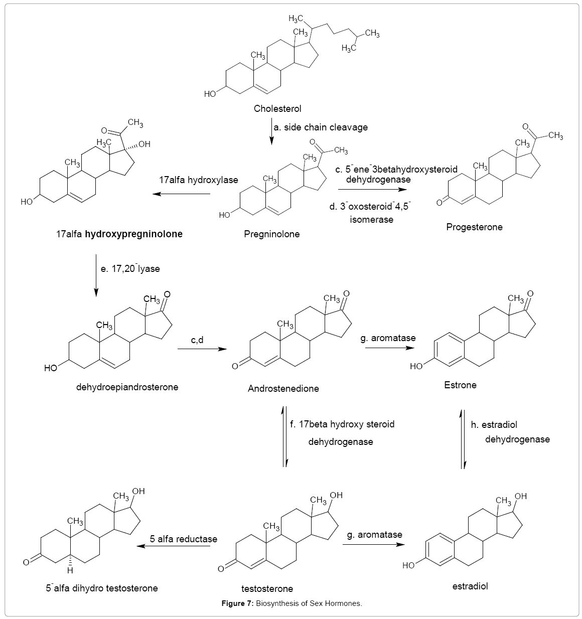 Medicinal Chemistry Biosynthesis Sex Hormones