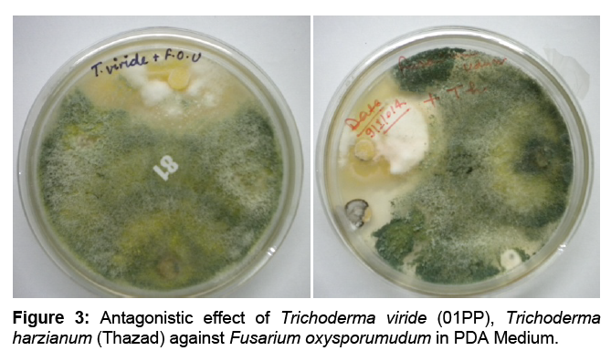 Comparative Study of Biological Agents, Trichoderma harzianum (Th- Azad) and Trichoderma viride ...
