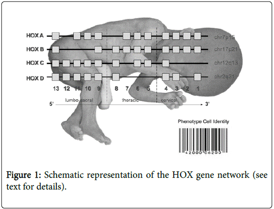 Molecular Genetic Medicine Schematic Representation Hox Gene Network