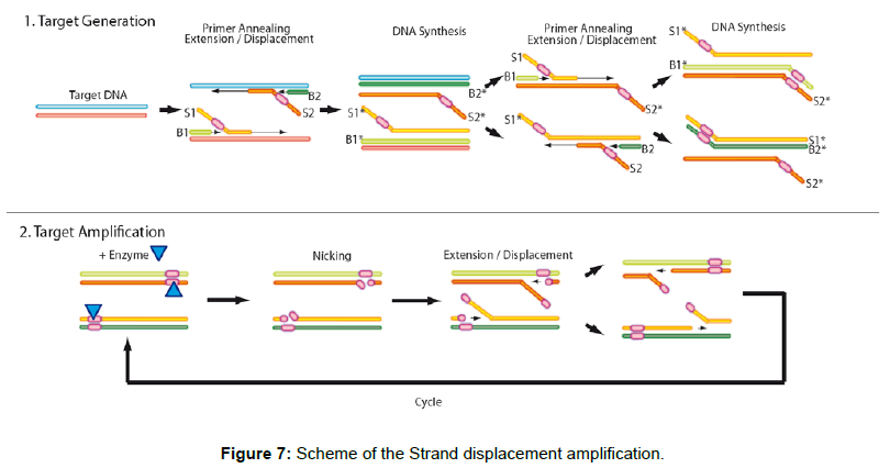nanomedicine-nanotechnology-strand-displacement-amplification