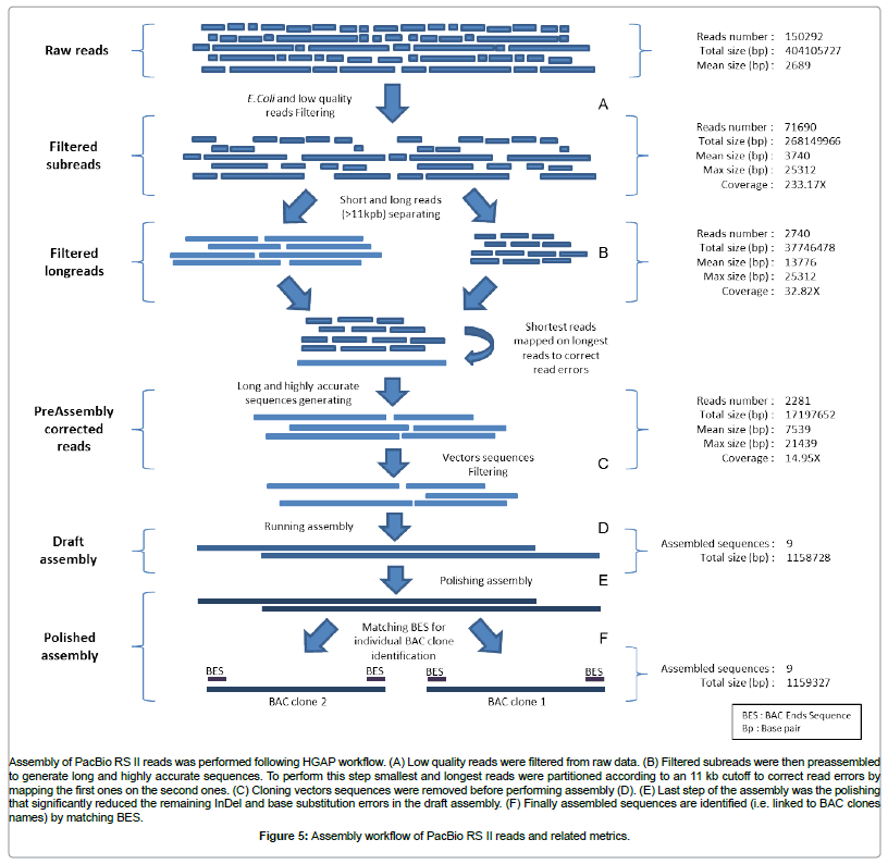 next-generation-sequencing-applications-Assembly-workflow-PacBio
