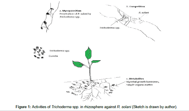 Plant Pathology Microbiology Sketch Drawn Author