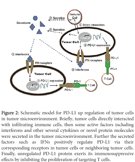 Interferon Related Secretome Plays A Vital Role In Pd L1 Expression In