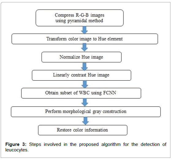 Automatic Segmentation Of Leukocytes For The Detection Of Leukemia Using A New Computing Algorithm